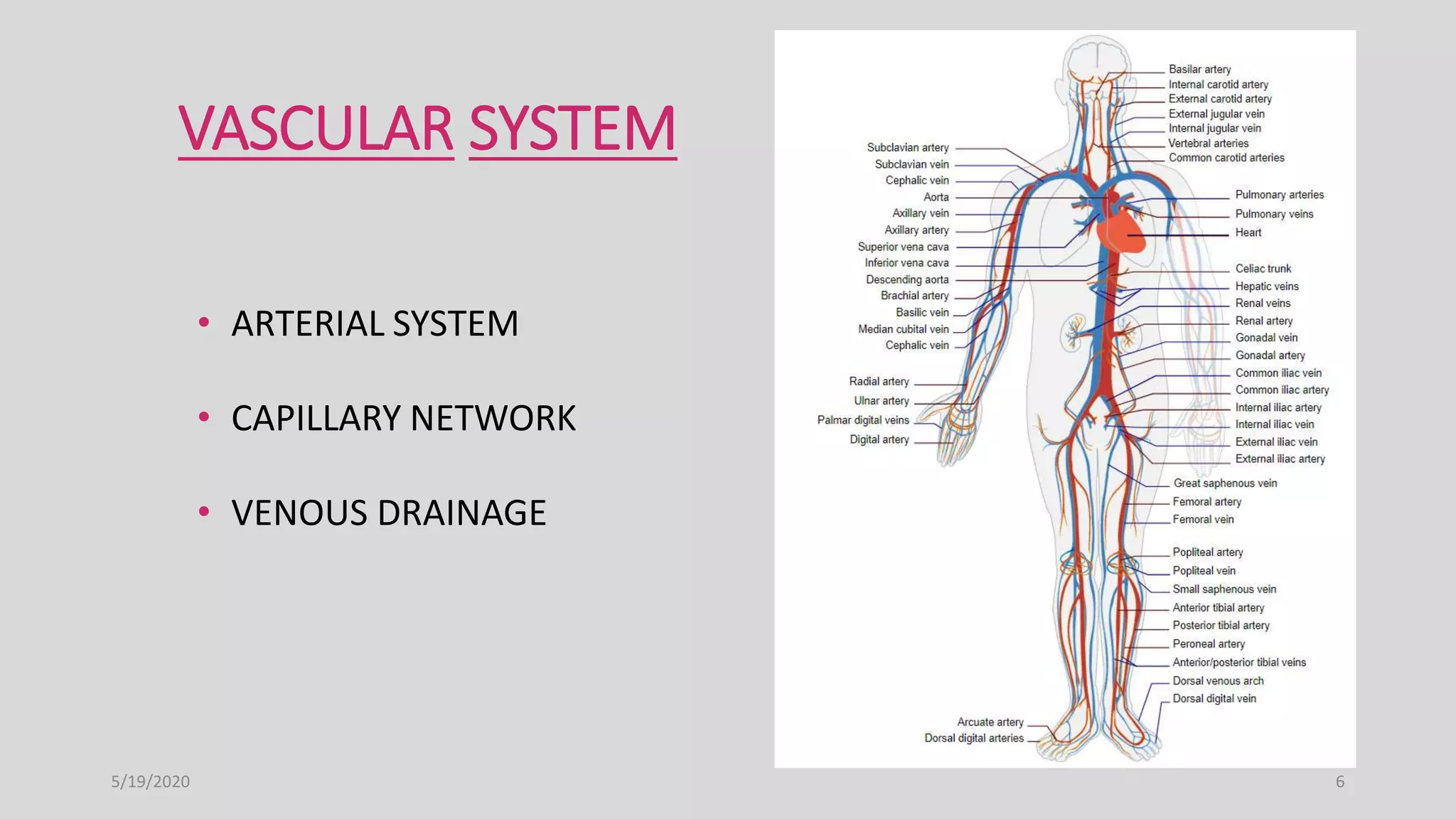 Blood supply of head and neck | PPTX