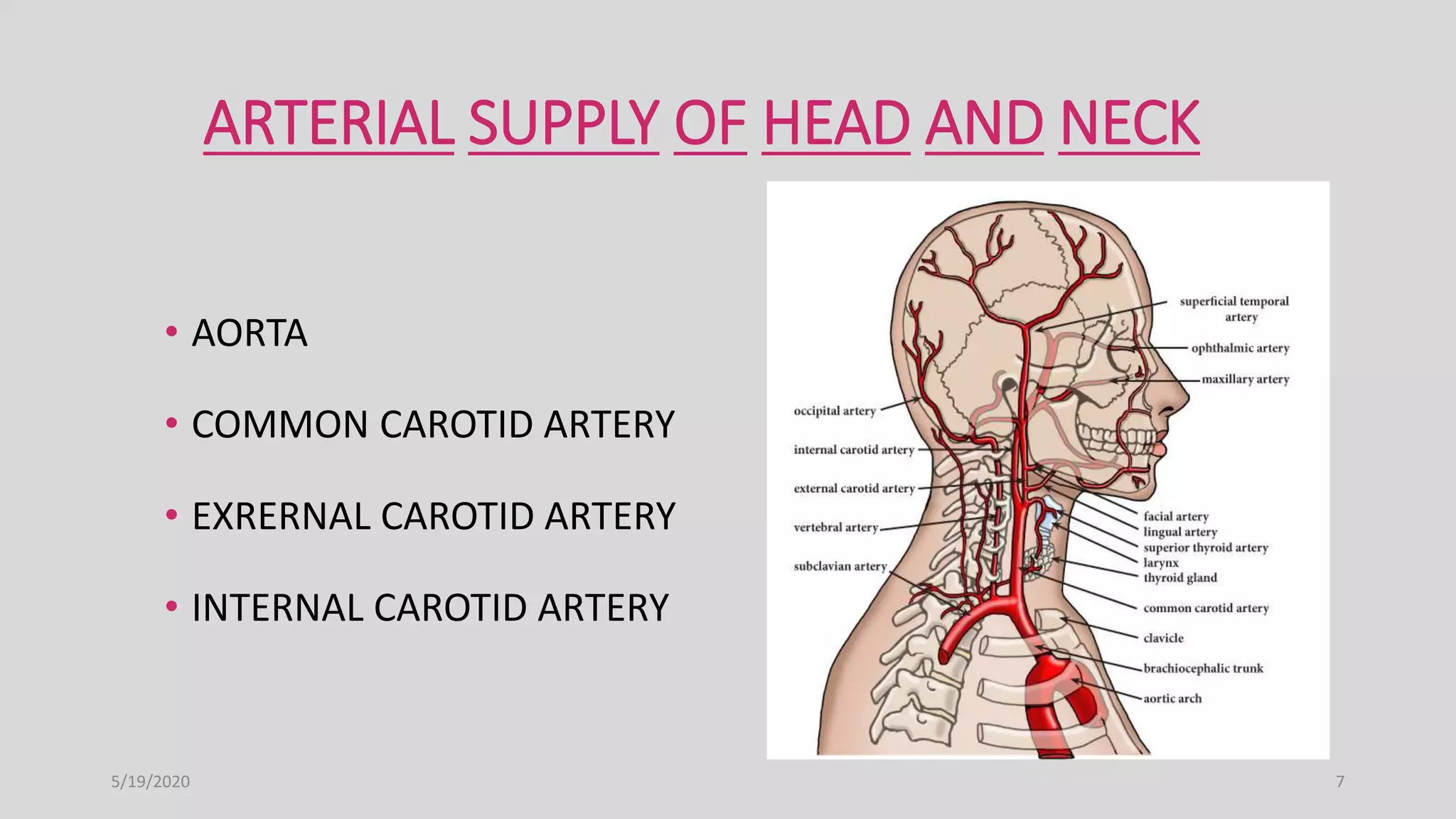 Blood supply of head and neck | PPTX