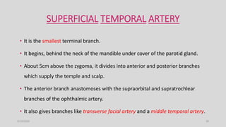 Blood supply of head and neck | PPTX