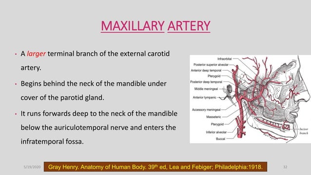 Blood supply of head and neck | PPTX