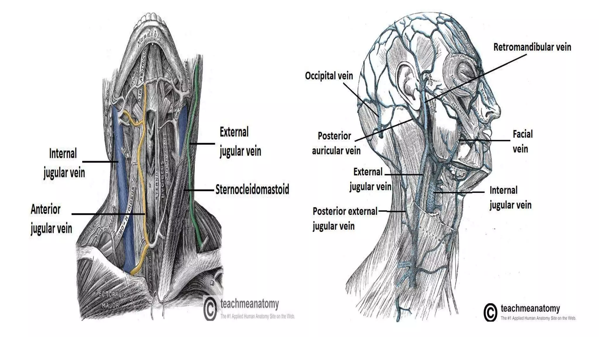 Blood Supply Of Head And Neck.pptx