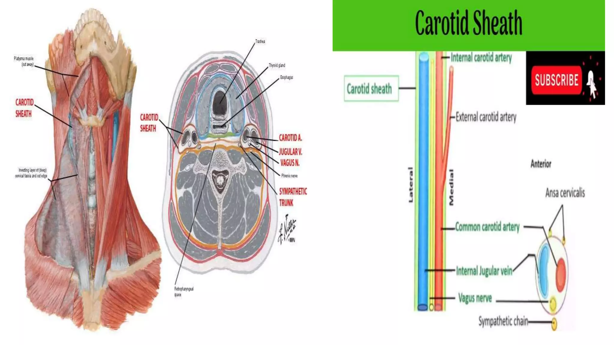 Blood Supply Of Head And Neck.pptx