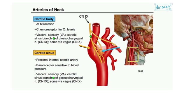 Blood Supply Of Head And Neck.pptx