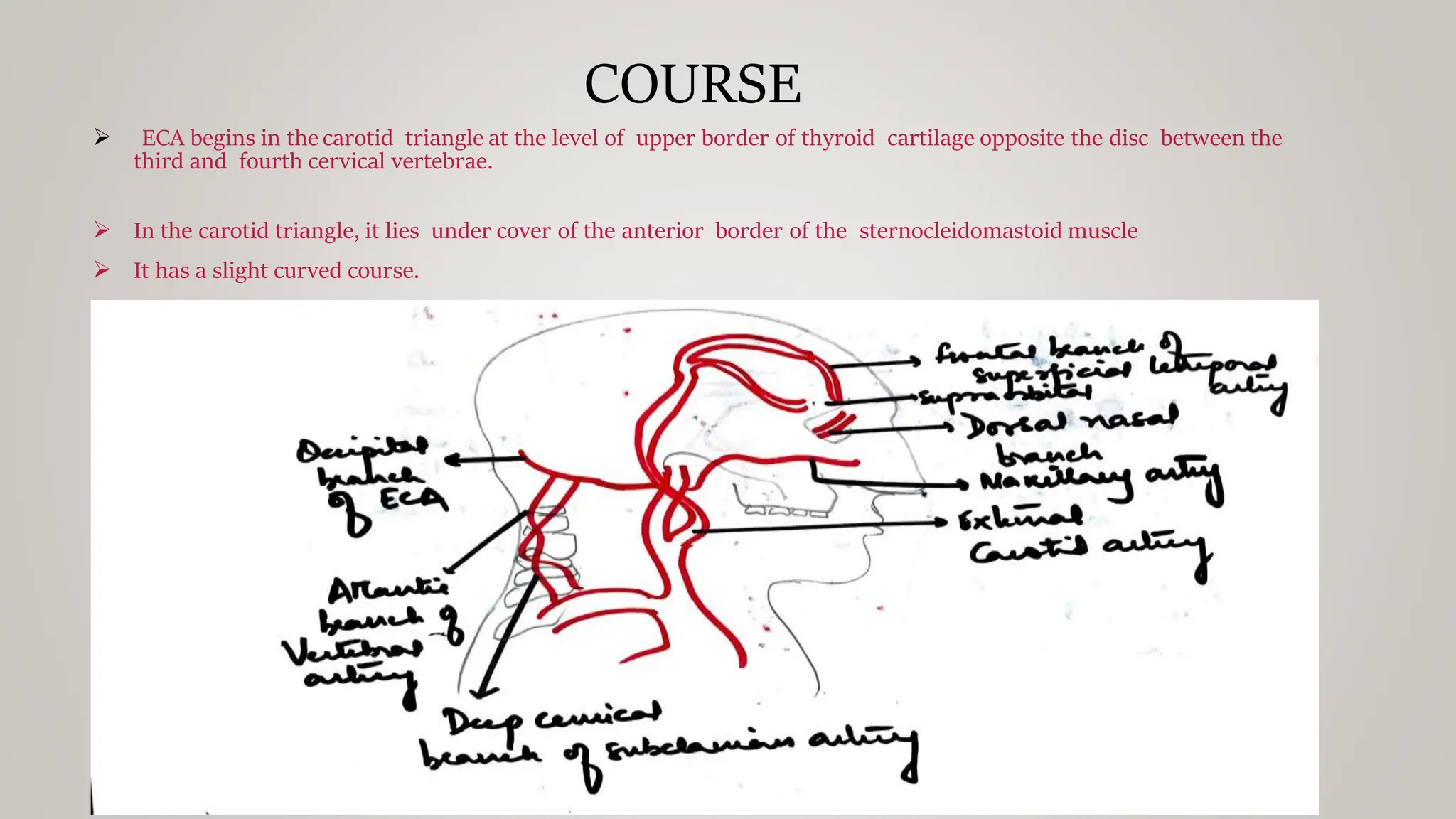 Blood supply of head and neck.pdf