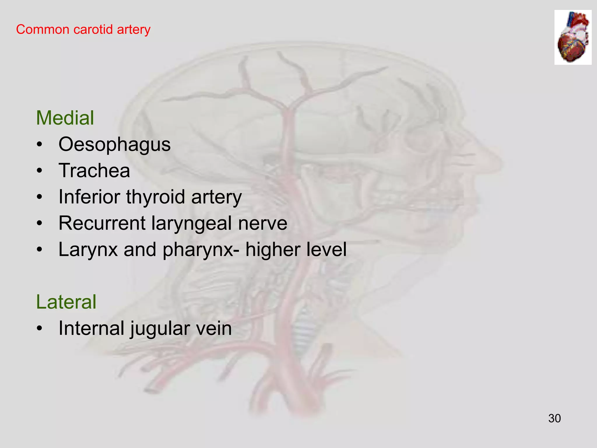 Blood supply of Head and Neck1.ppt