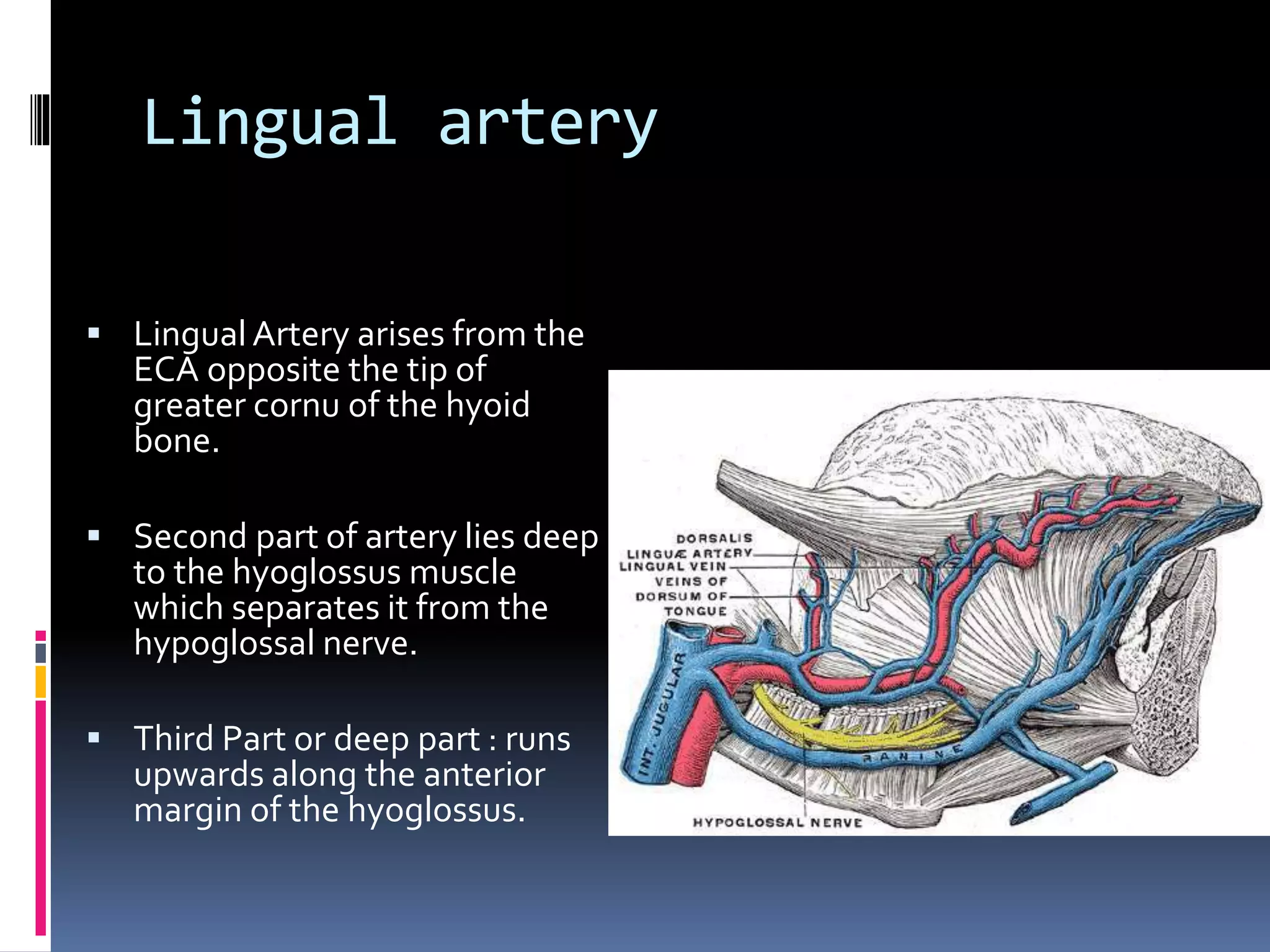 Blood supply of head and neck | PPTX