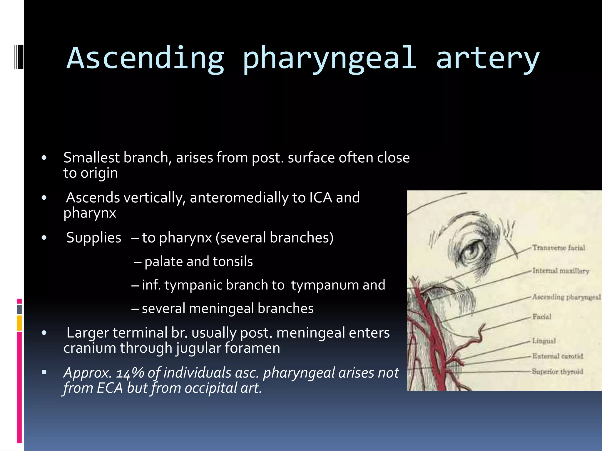 Blood supply of head and neck | PPTX | Thyroid Disorders | Endocrine ...