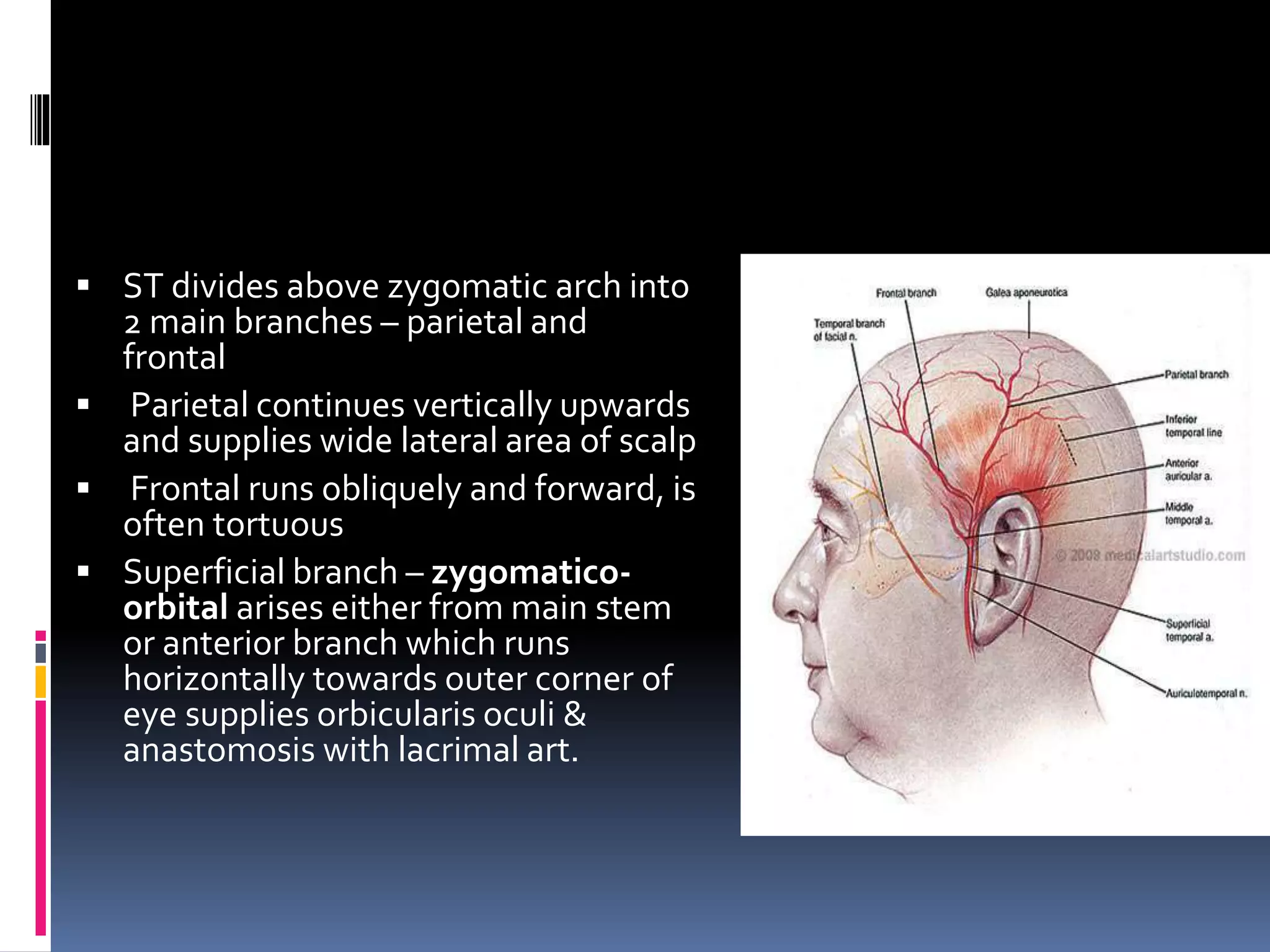 Blood supply of head and neck | PPTX