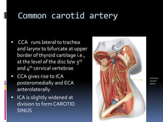 Blood supply of head and neck | PPTX