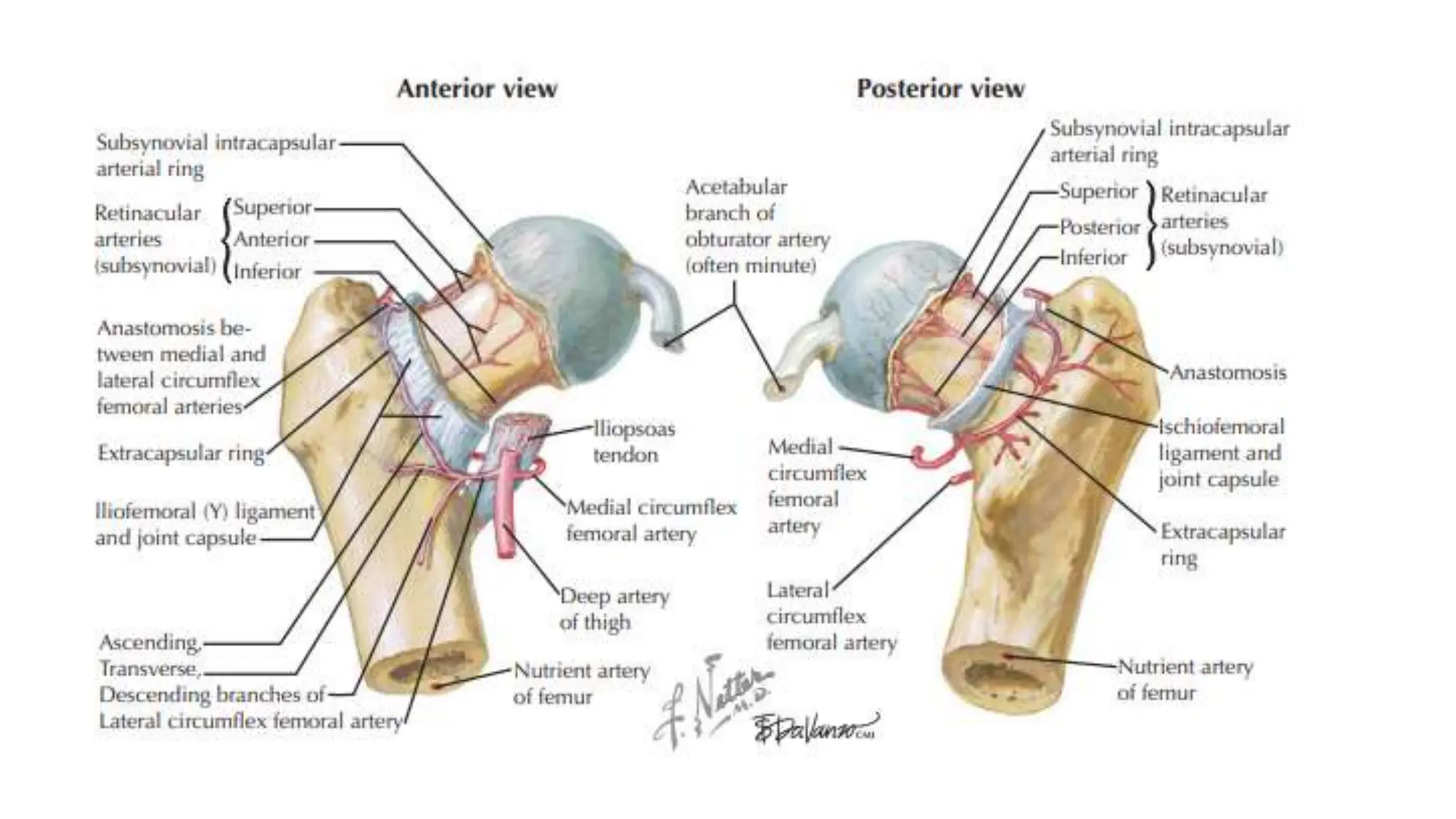 Blood supply of head of femur. , | PPTX