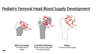 Blood supply of head of femur. , | PPTX