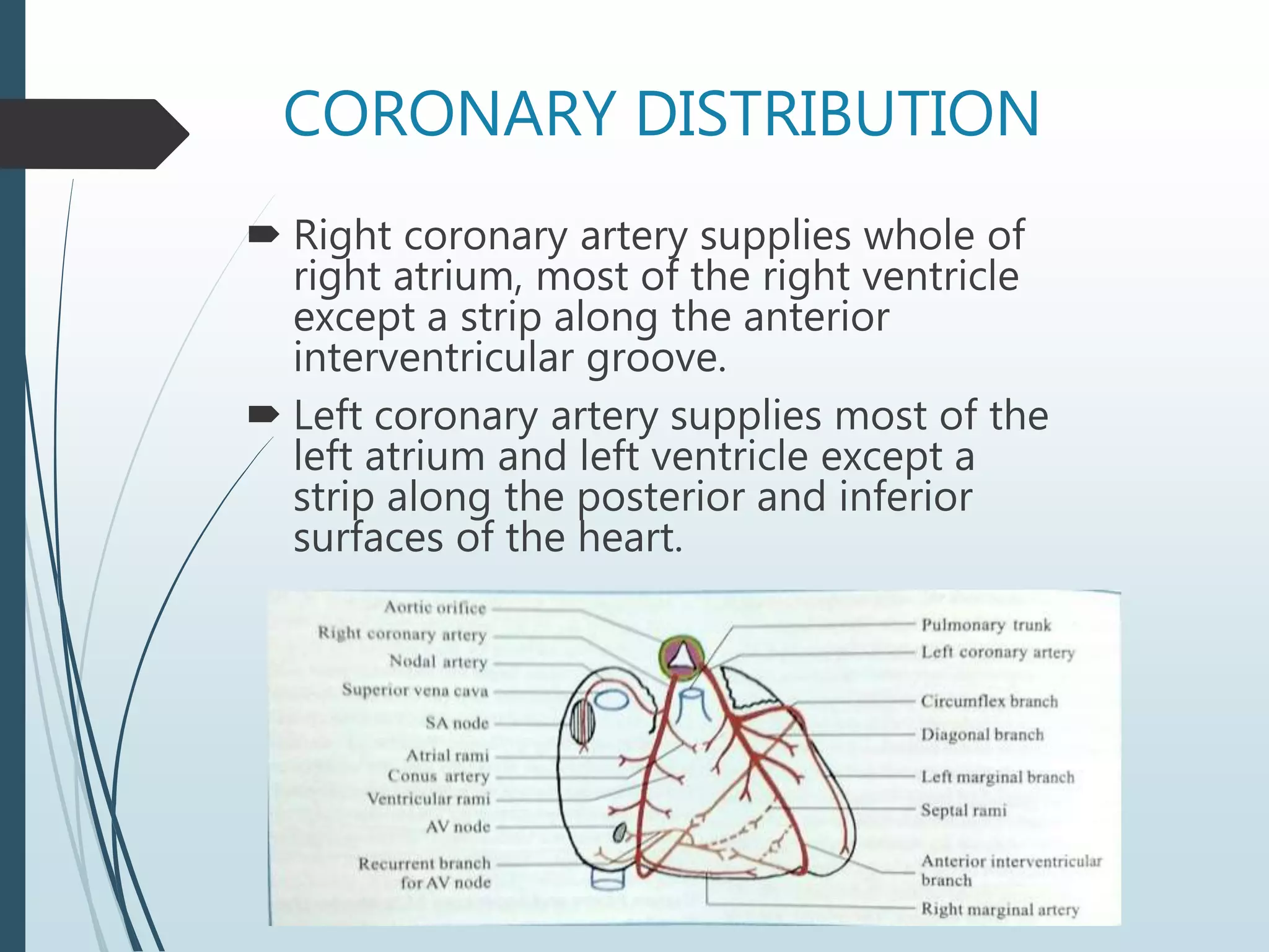 Blood supply of heart | PPTX