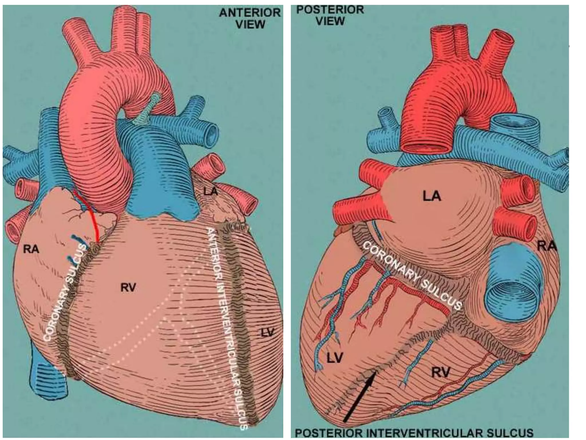 Blood supply of heart | PPT