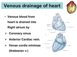 Blood supply of heart | PPT