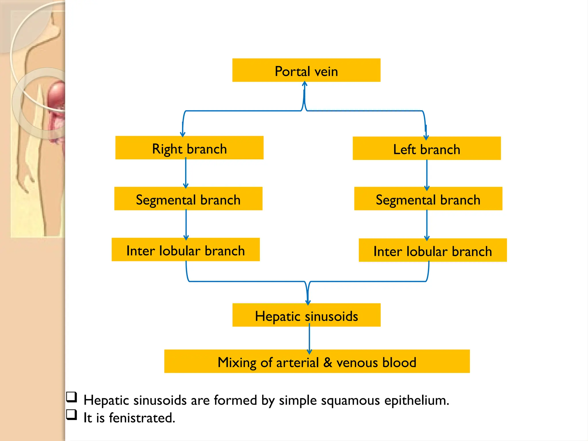 BLOOD SUPPLY OF LIVER can be used to take lecture | PPTX