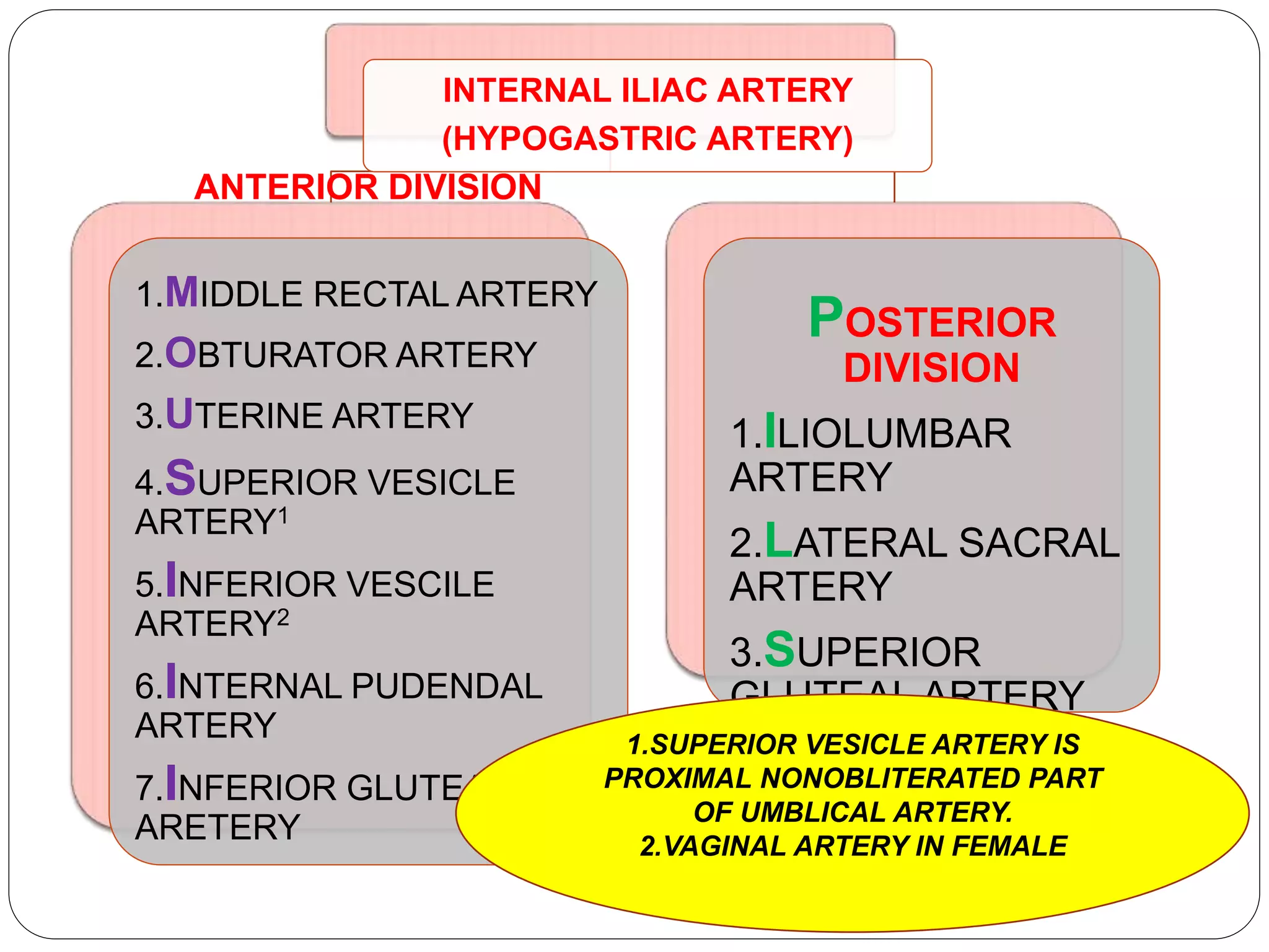 BLOOD SUPPLY OF PELVIC REGION.pptx