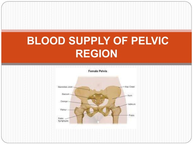 BLOOD SUPPLY OF PELVIC REGION.pptx | Death, Injury, or Military ...