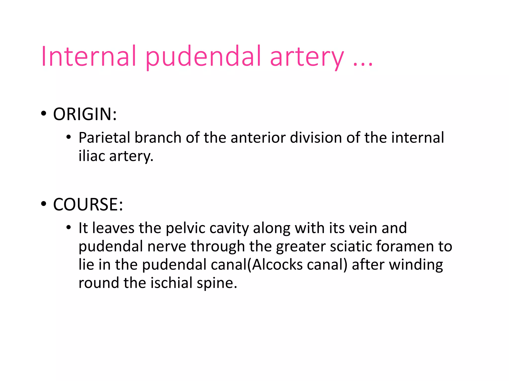 Blood supply of female pelvis. | PPTX