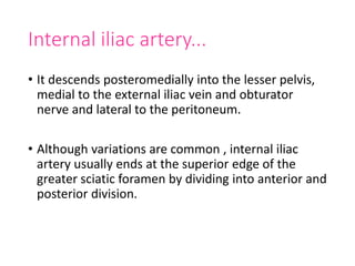 Blood supply of female pelvis. | PPTX