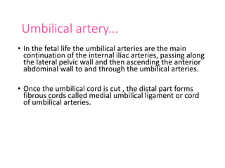 Blood supply of female pelvis. | PPTX