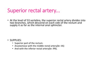 Blood supply of female pelvis. | PPTX