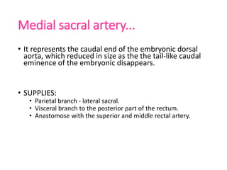 Blood supply of female pelvis. | PPTX