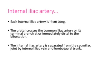 Blood supply of female pelvis. | PPTX