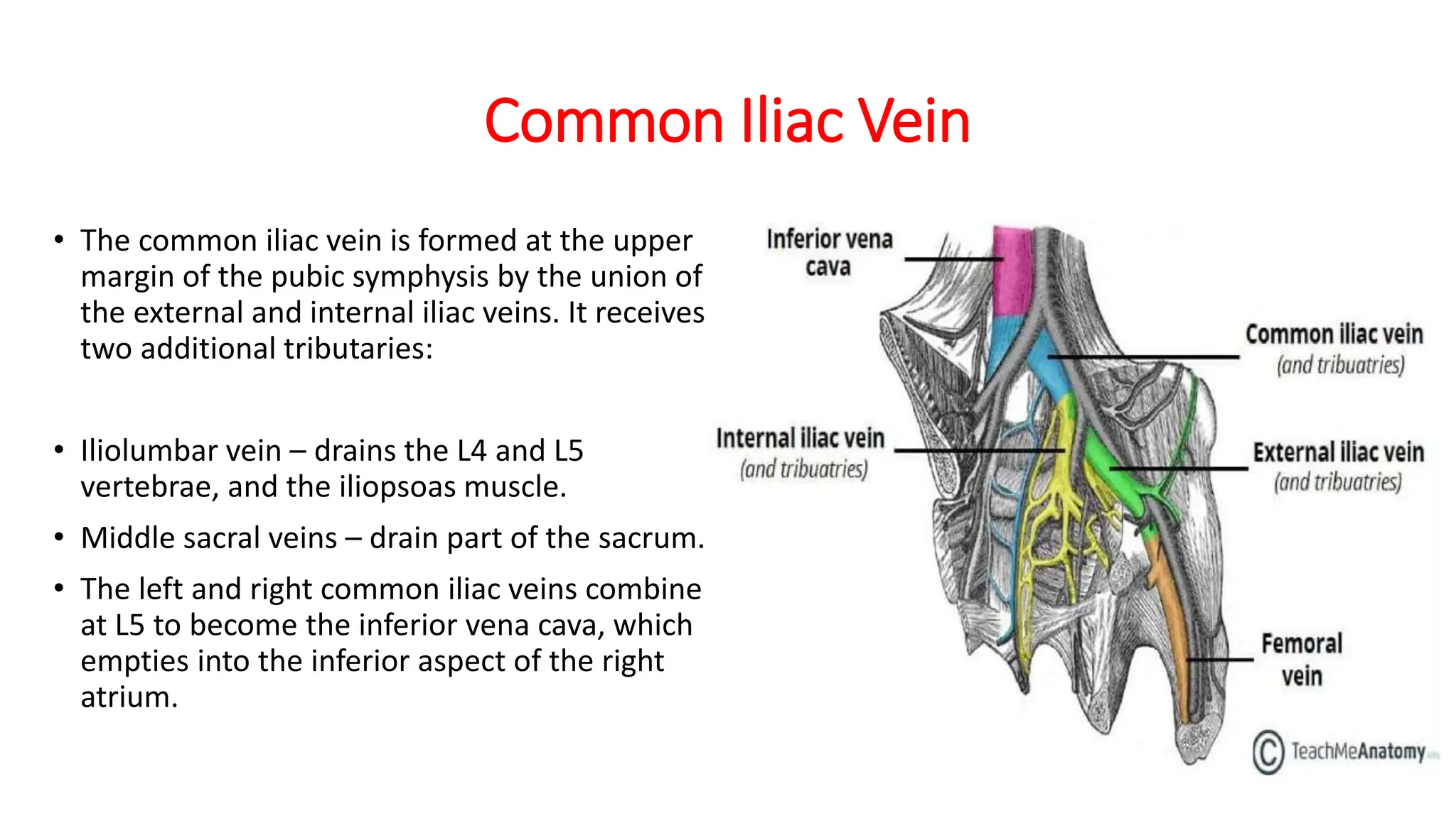 Arterial Supply and Venous Drainage of Pelvis.pptx
