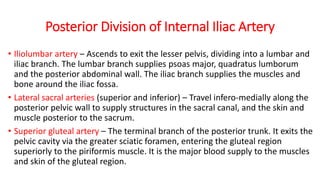 Arterial Supply and Venous Drainage of Pelvis.pptx