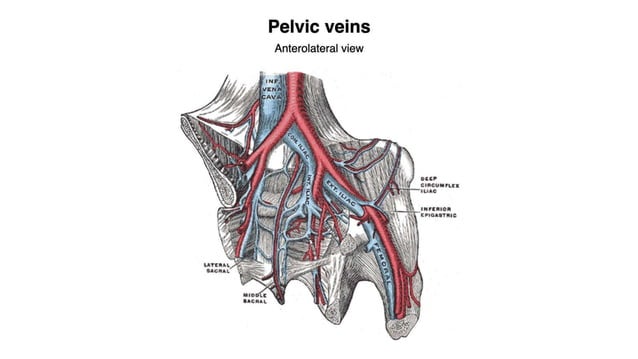 Arterial Supply and Venous Drainage of Pelvis.pptx | Death, Injury, or ...