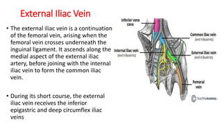 Arterial Supply and Venous Drainage of Pelvis.pptx