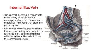 Arterial Supply and Venous Drainage of Pelvis.pptx