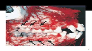 Blood supply of periodontium | PPTX