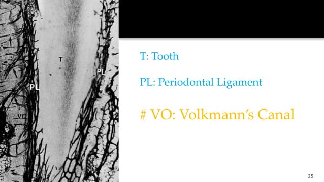 Blood supply of periodontium | PPTX | Dental Health | Diseases and ...