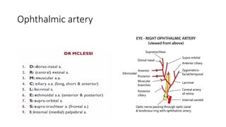 Blood supply of retina, optic nerve head | PPTX
