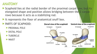 Blood supply of scaphoid and scaphoid fractures.pptx