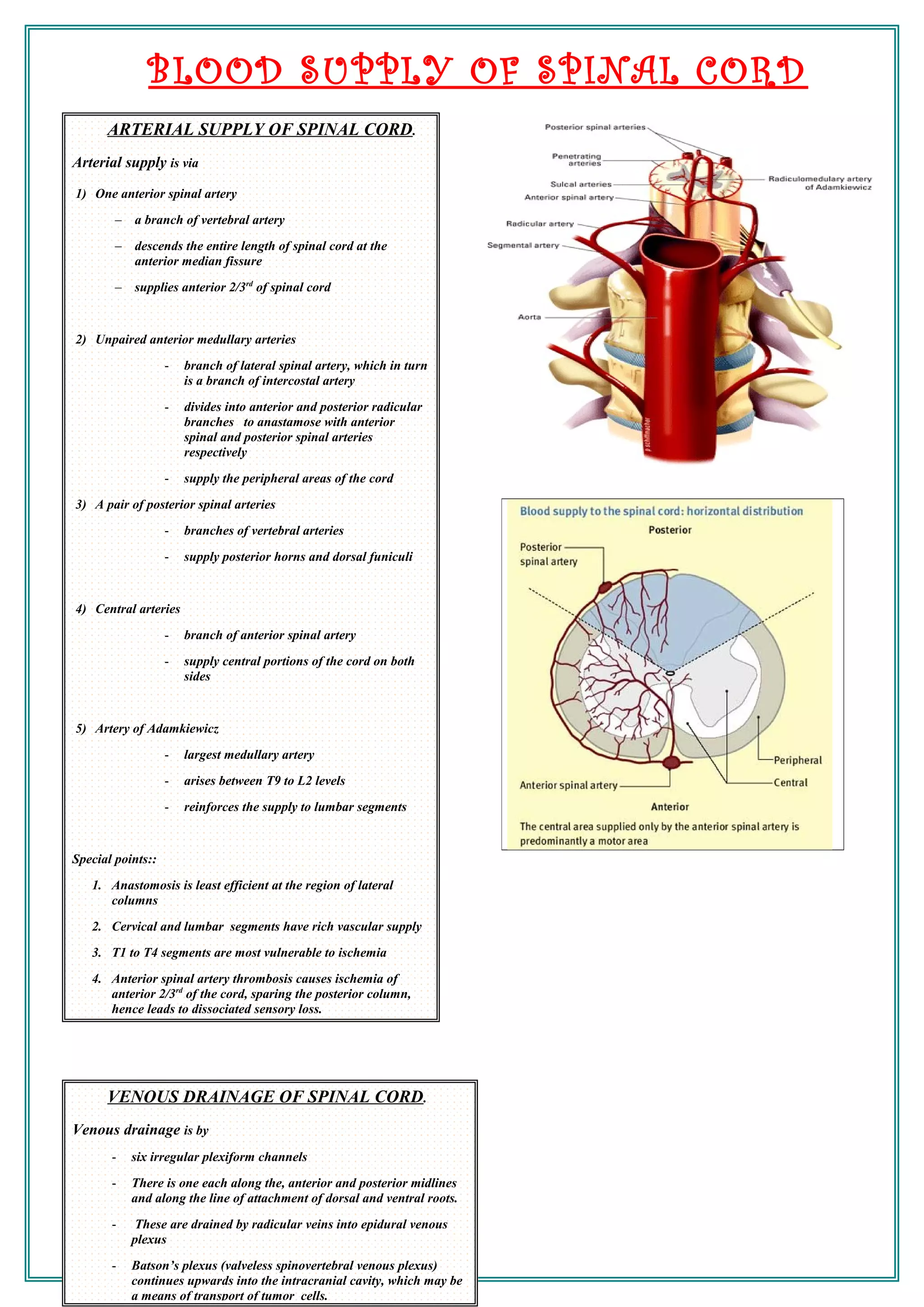 Blood supply of spinal cord | DOC