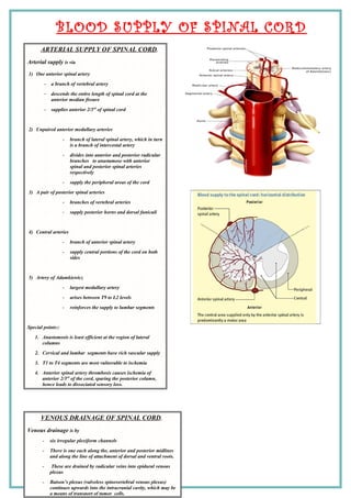 Blood supply of spinal cord | DOC