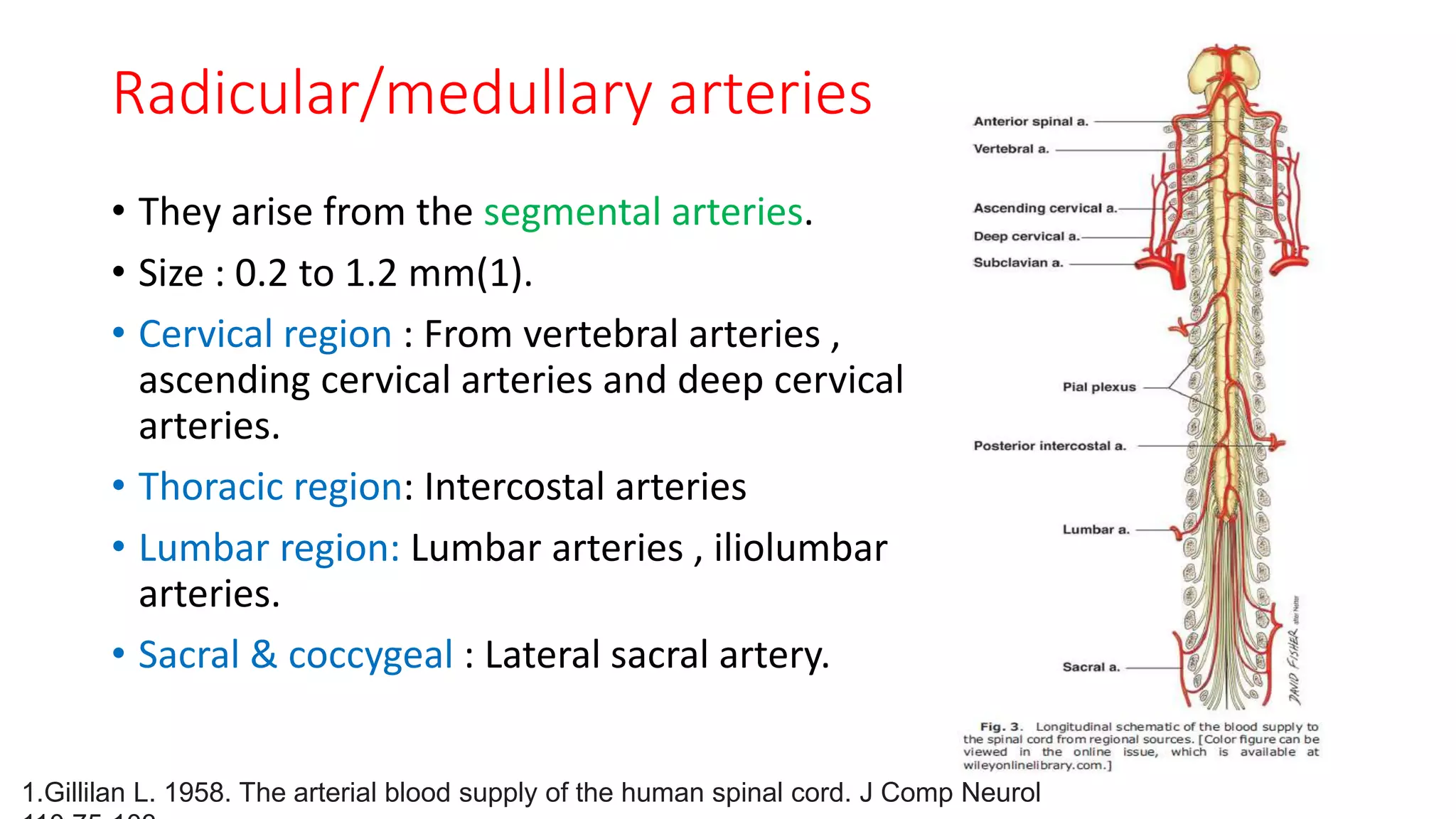Blood supply of spinal cord | PPTX
