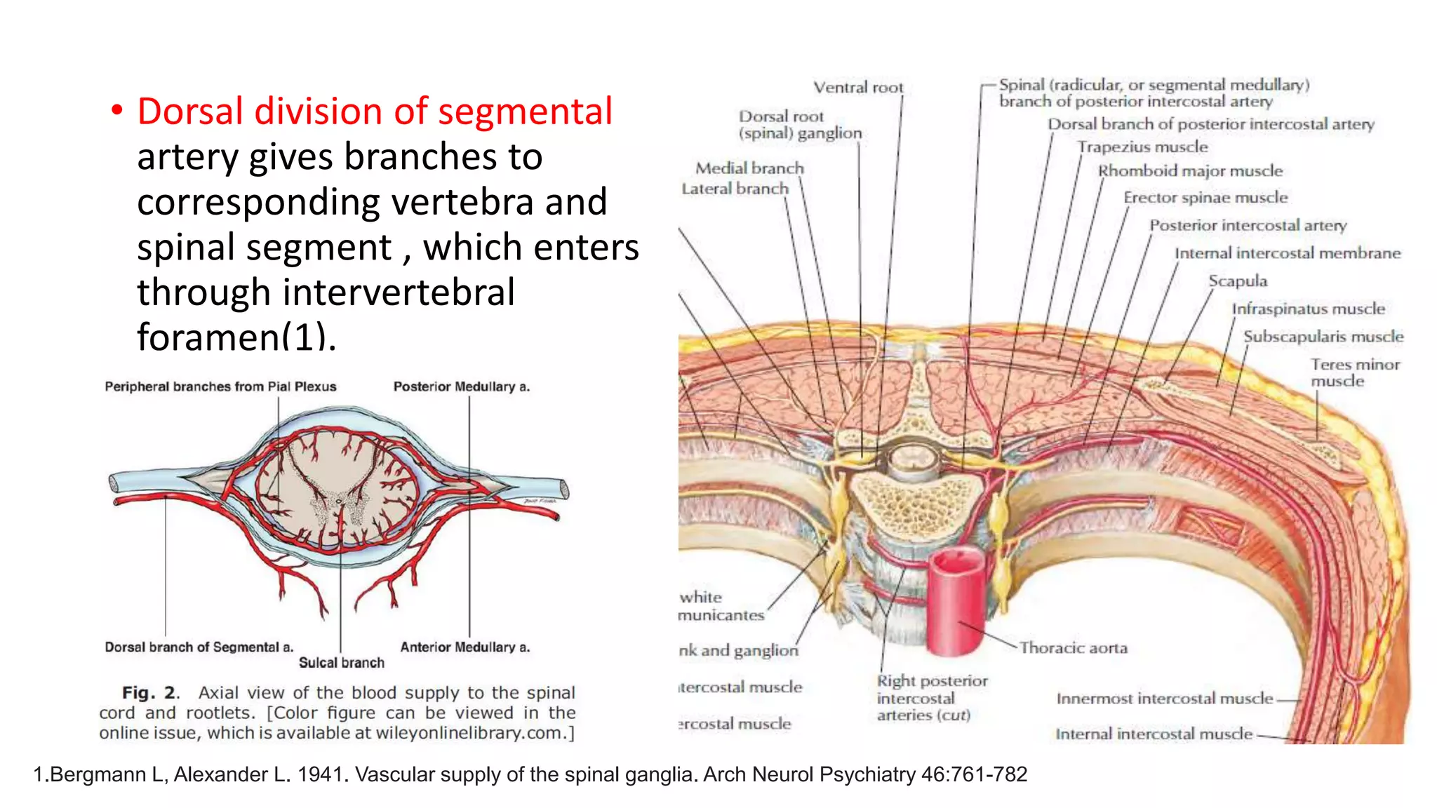 Blood supply of spinal cord | PPTX