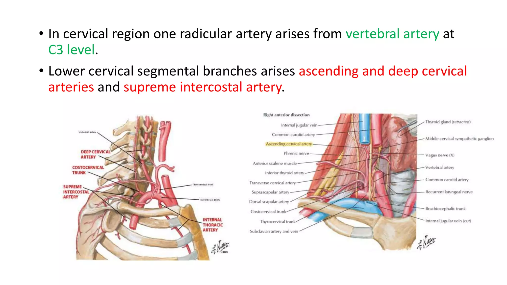 Blood supply of spinal cord | PPTX