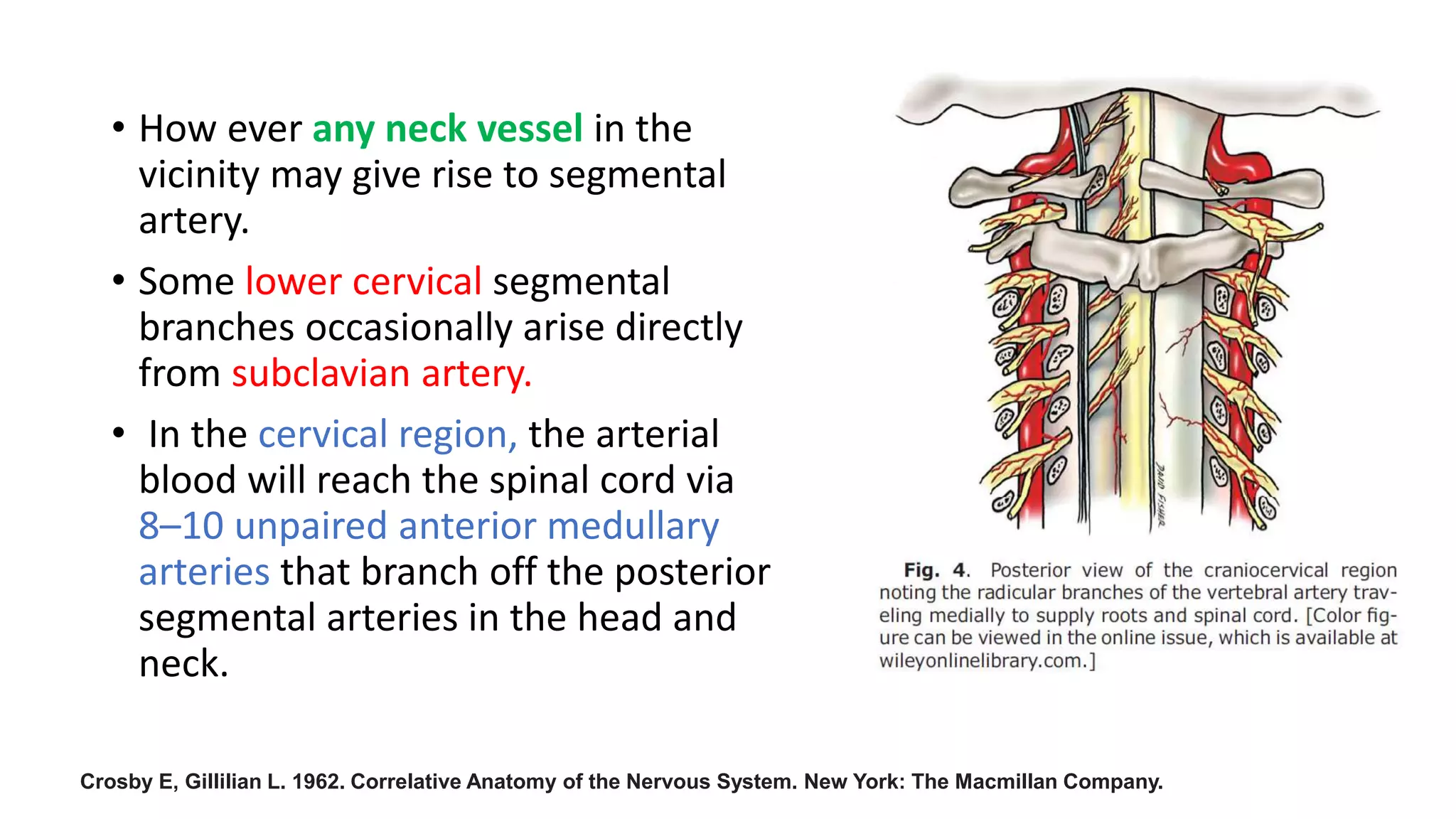 Blood supply of spinal cord | PPTX