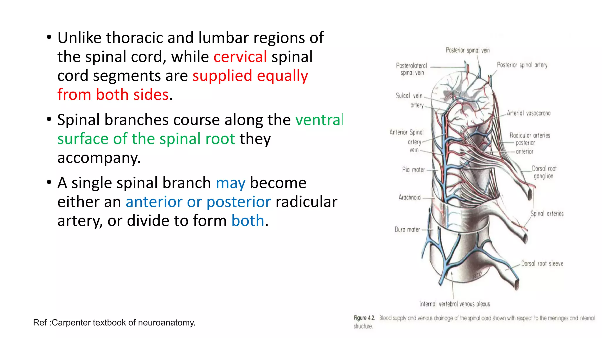 Blood supply of spinal cord | PPTX