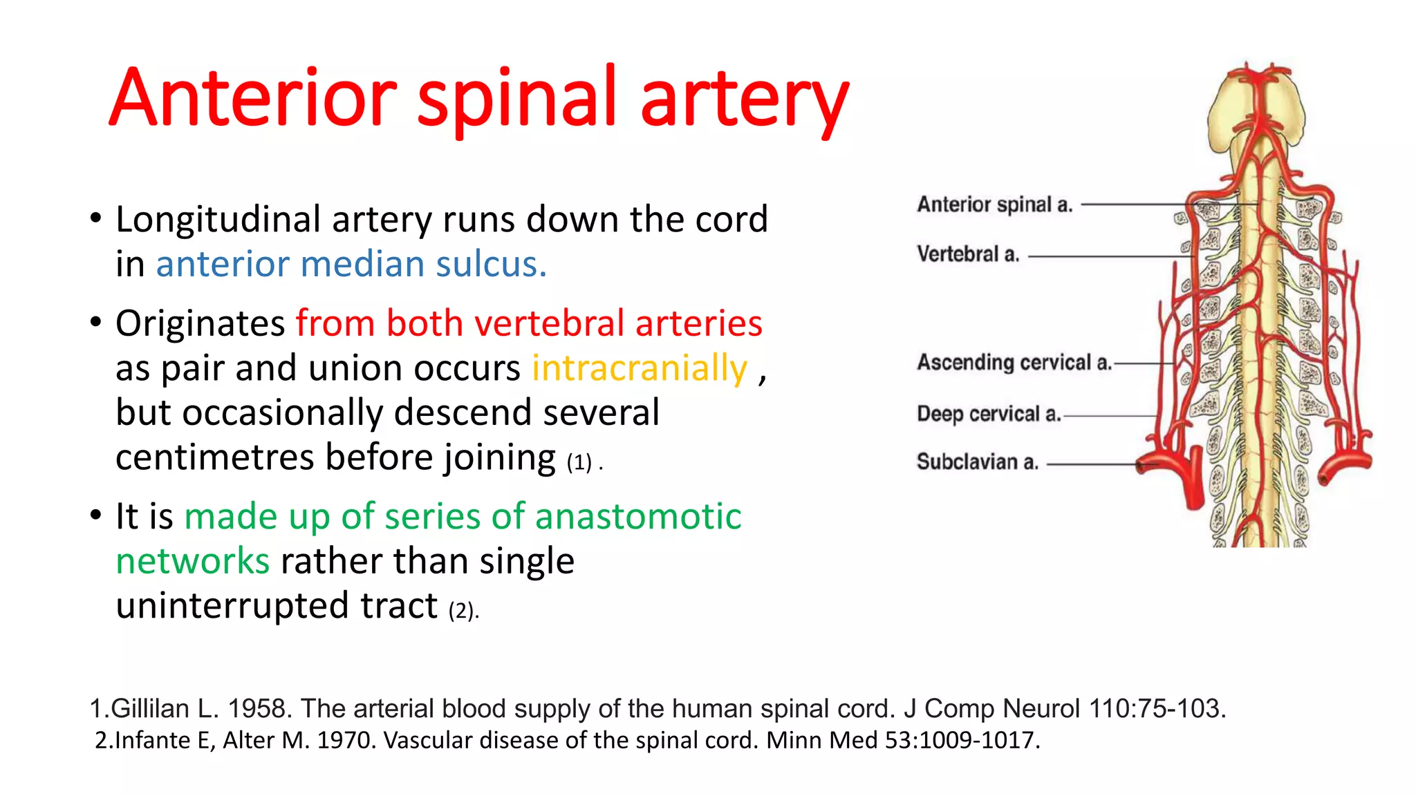 Blood supply of spinal cord | PPTX