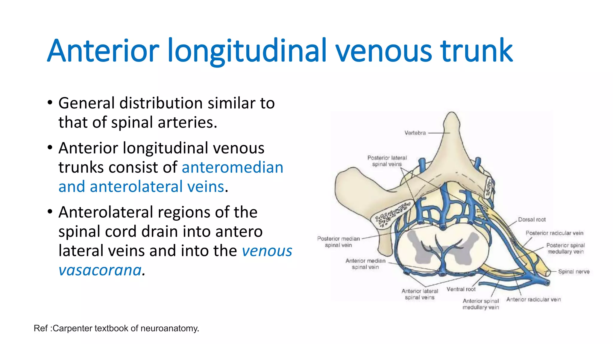 Blood supply of spinal cord | PPTX