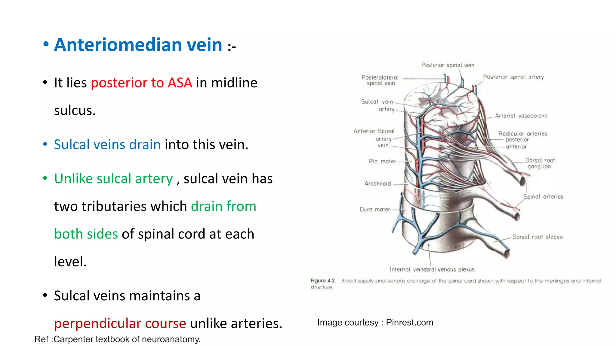 Blood supply of spinal cord | PPTX