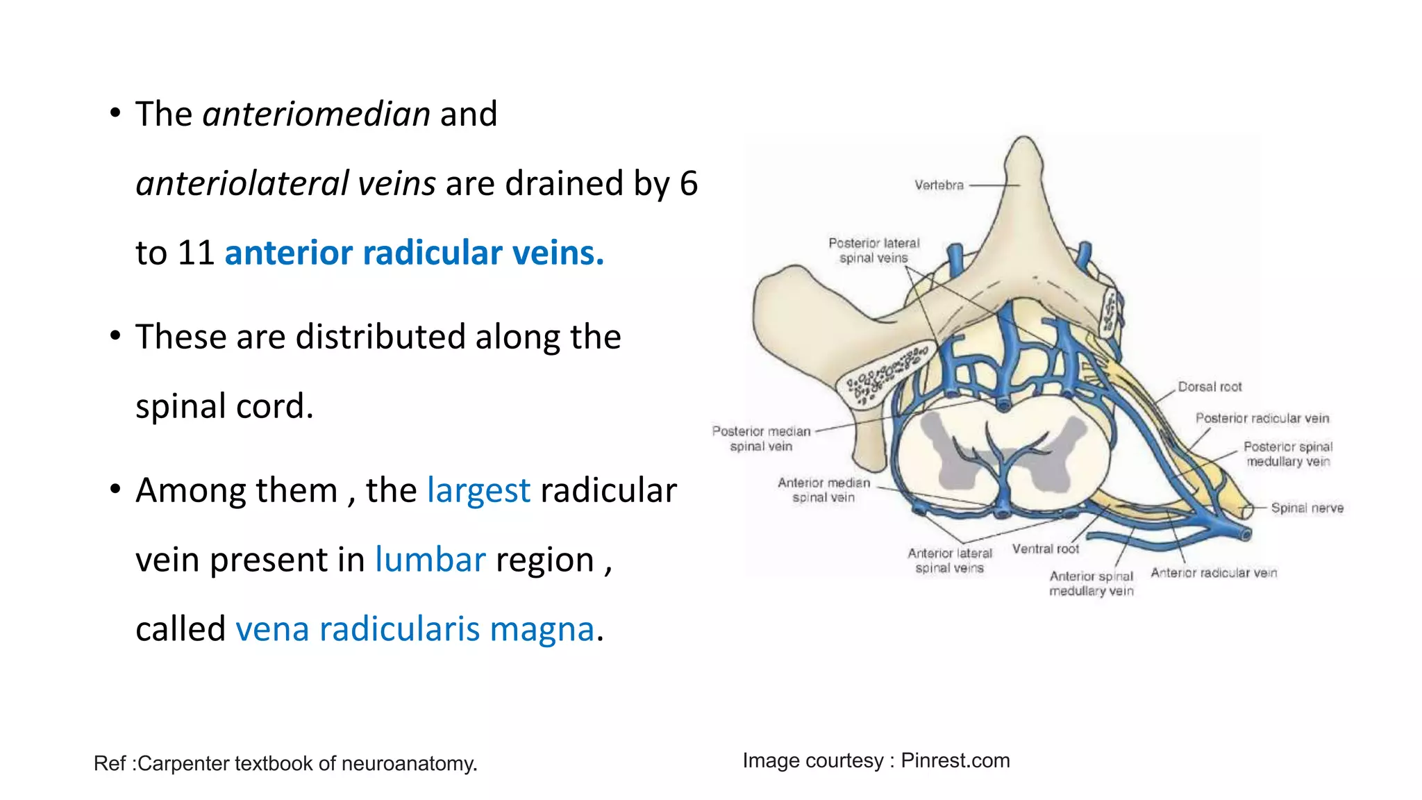 Blood supply of spinal cord | PPTX