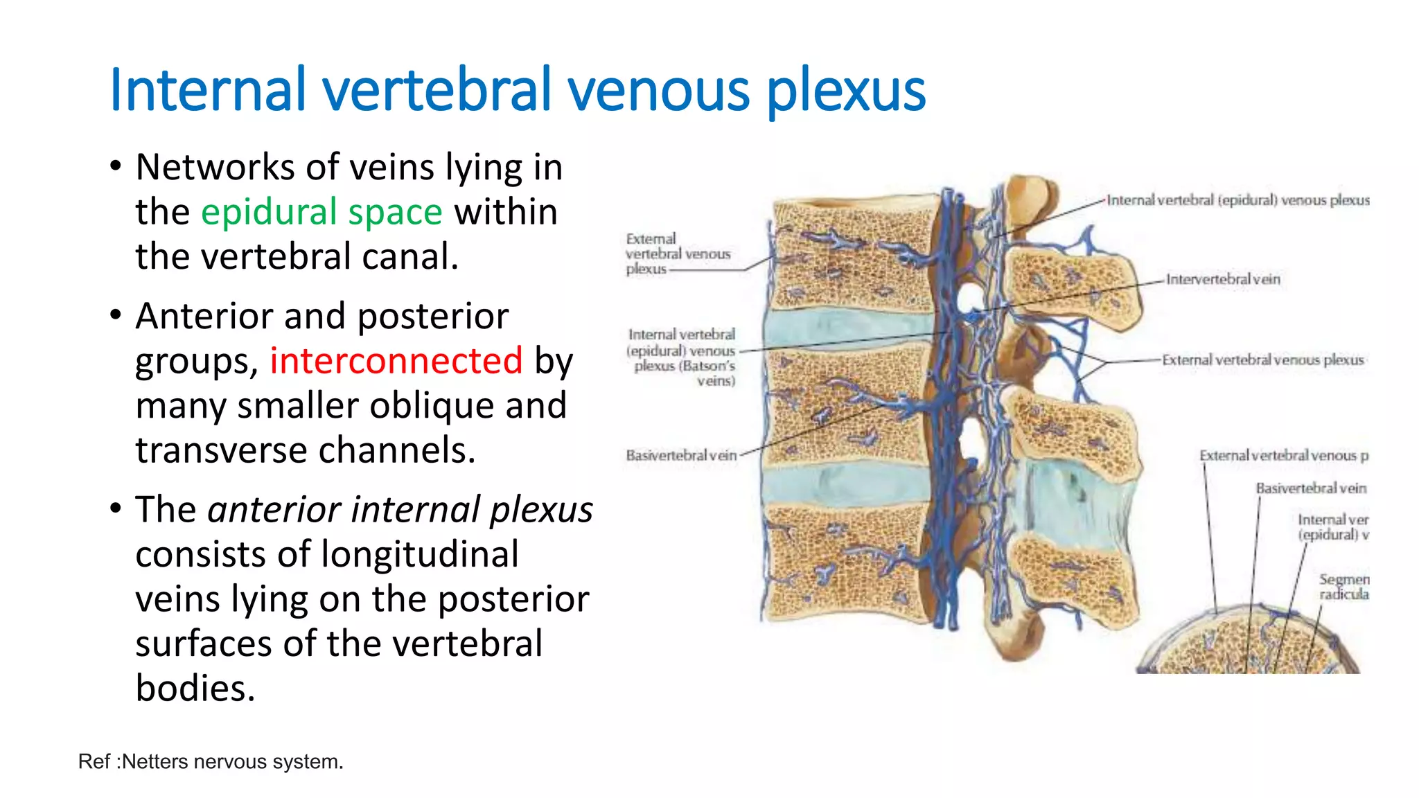 Blood supply of spinal cord | PPTX