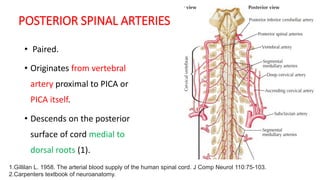 Blood supply of spinal cord | PPTX