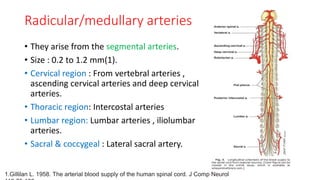 Blood supply of spinal cord | PPTX
